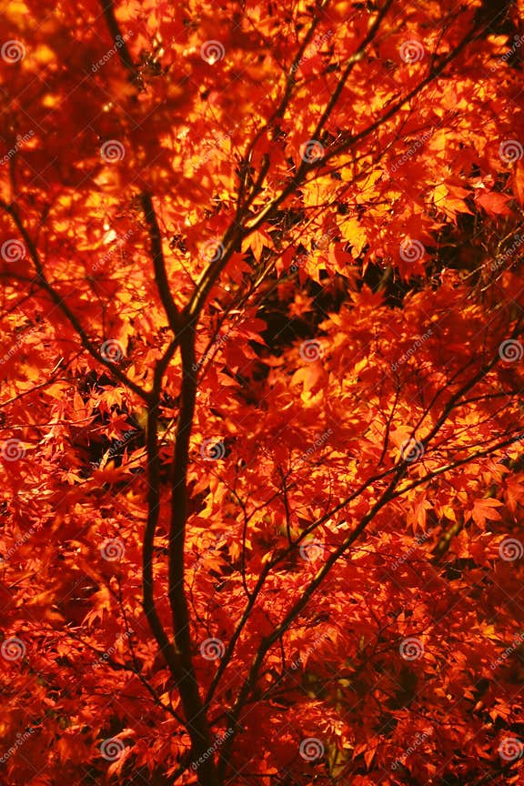 Autumn maple stock image. Image of bright, garden, fall - 3025105