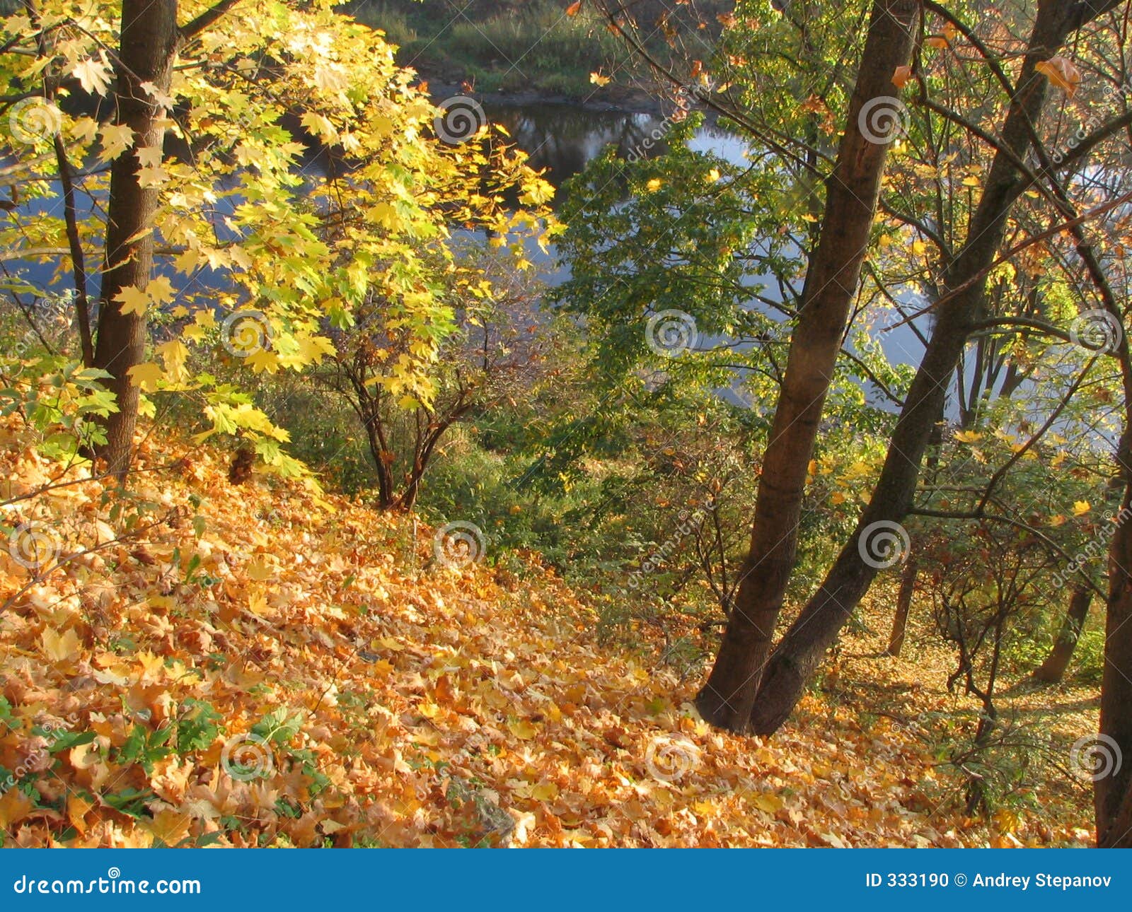 Autumn Maple Above the River Stock Photo - Image of maple, sunny: 333190