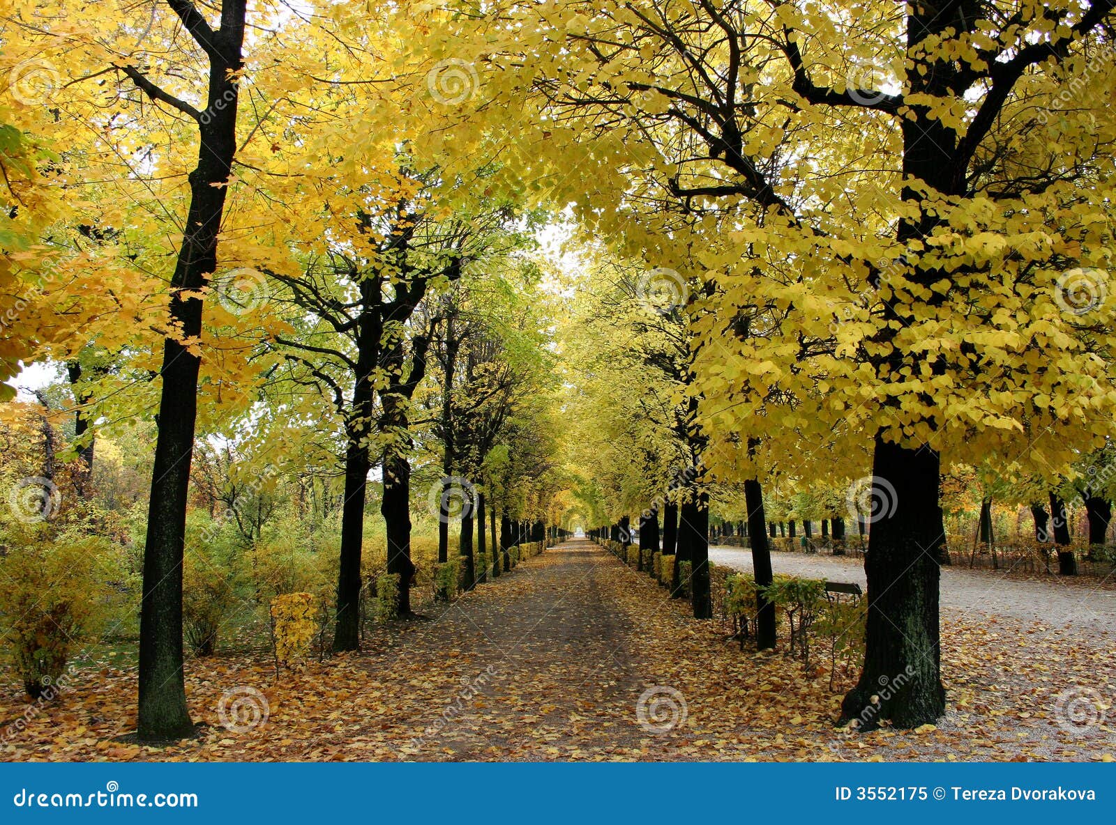 Autumn maple alley stock image. Image of wien, tunnel - 3552175