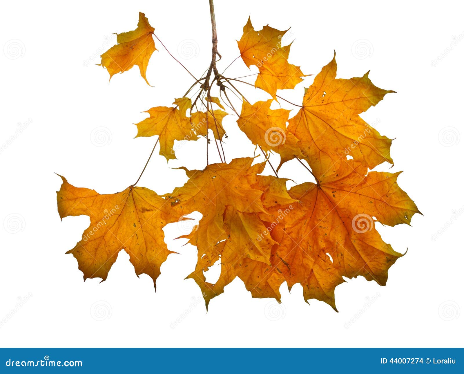 Autumn Maple Branch with Leaves Isolated Stock Photo - Image of ...