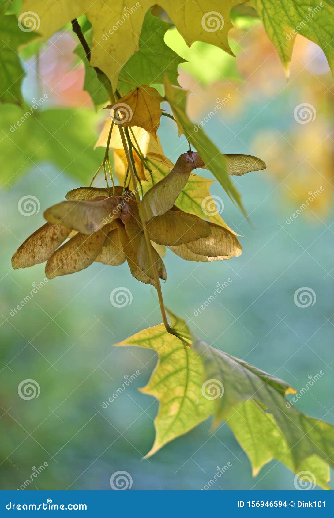 Autumn Maple Branch with Winged Seeds Stock Photo - Image of catkins ...
