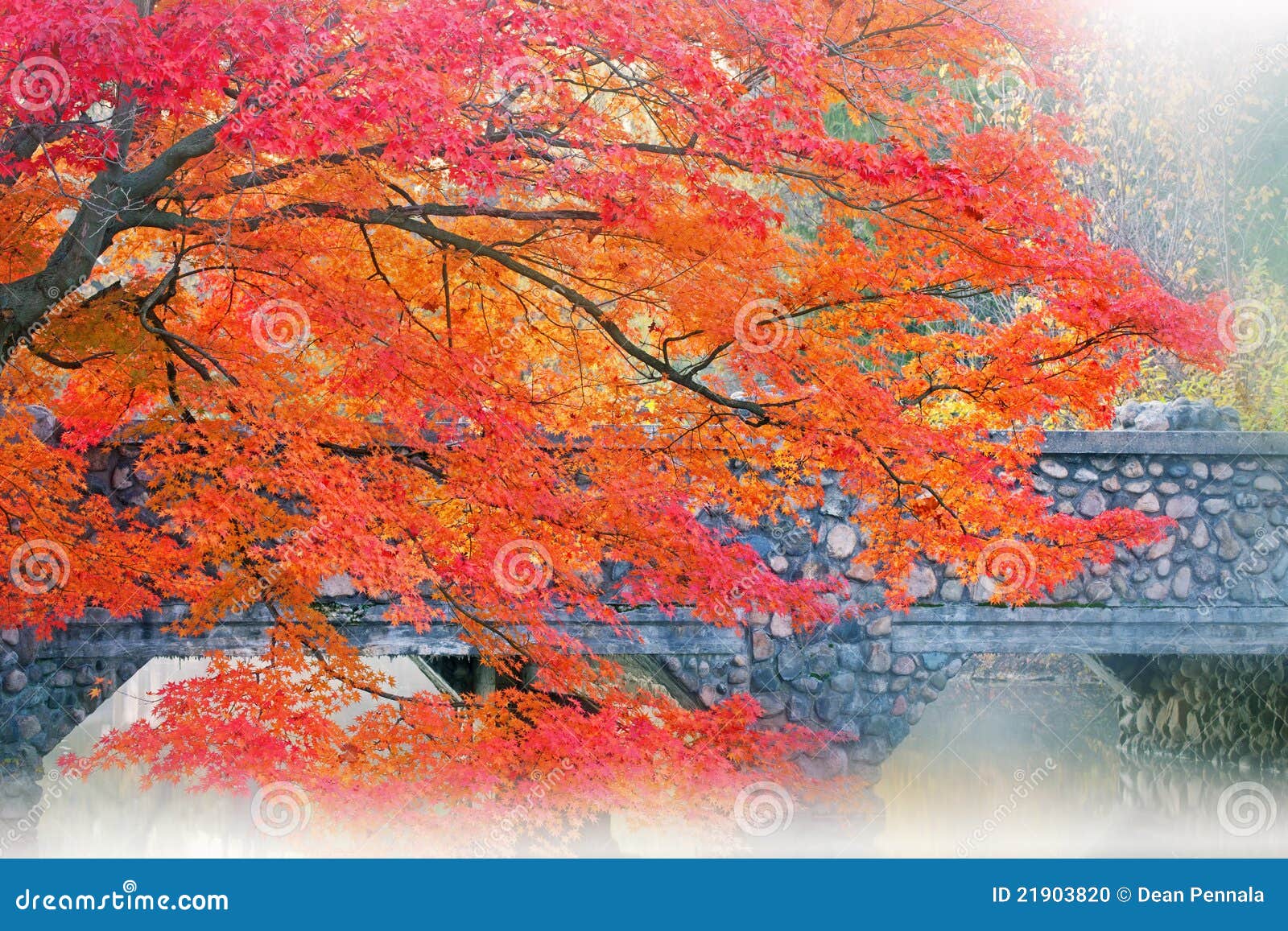 Autumn Maple and Bridge stock photo. Image of seasons - 21903820