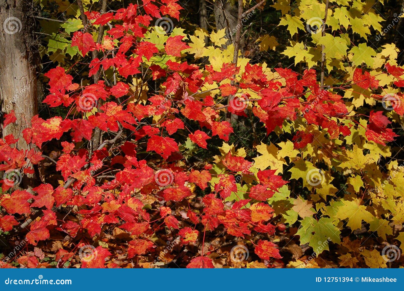 Autumn Maple Colors stock photo. Image of maple, leaf - 12751394