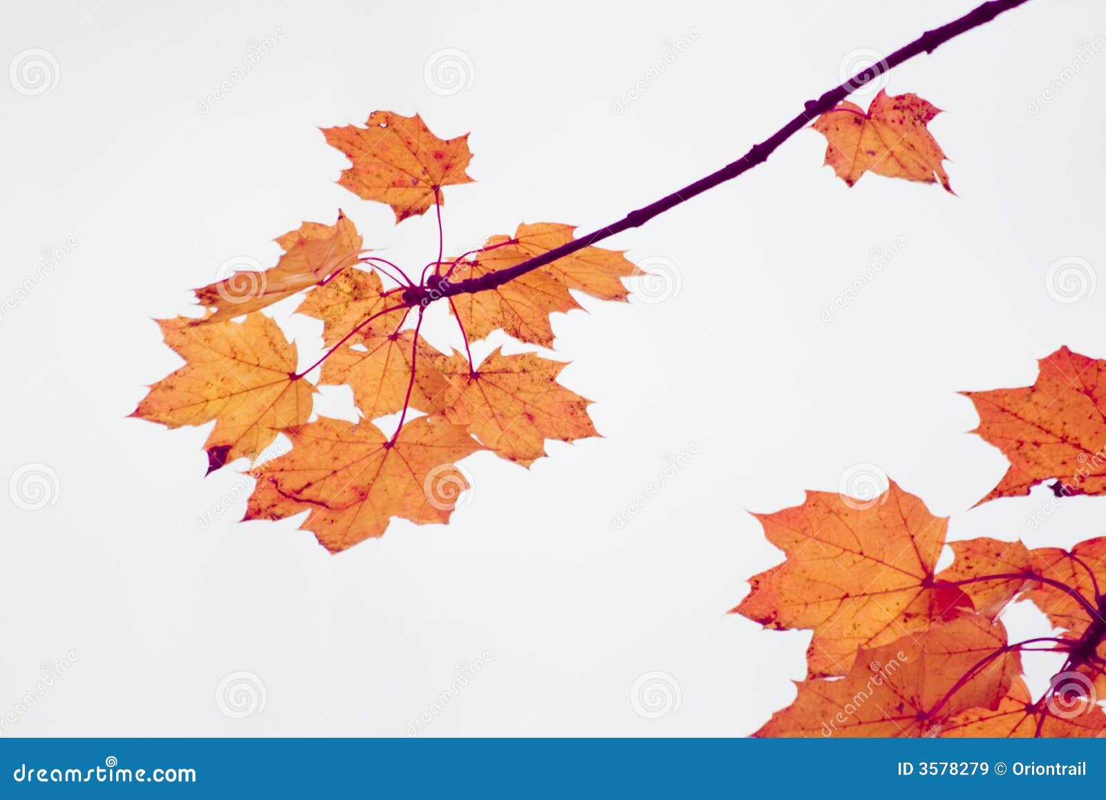 Autumn maple foliage stock image. Image of branches, dark - 3578279