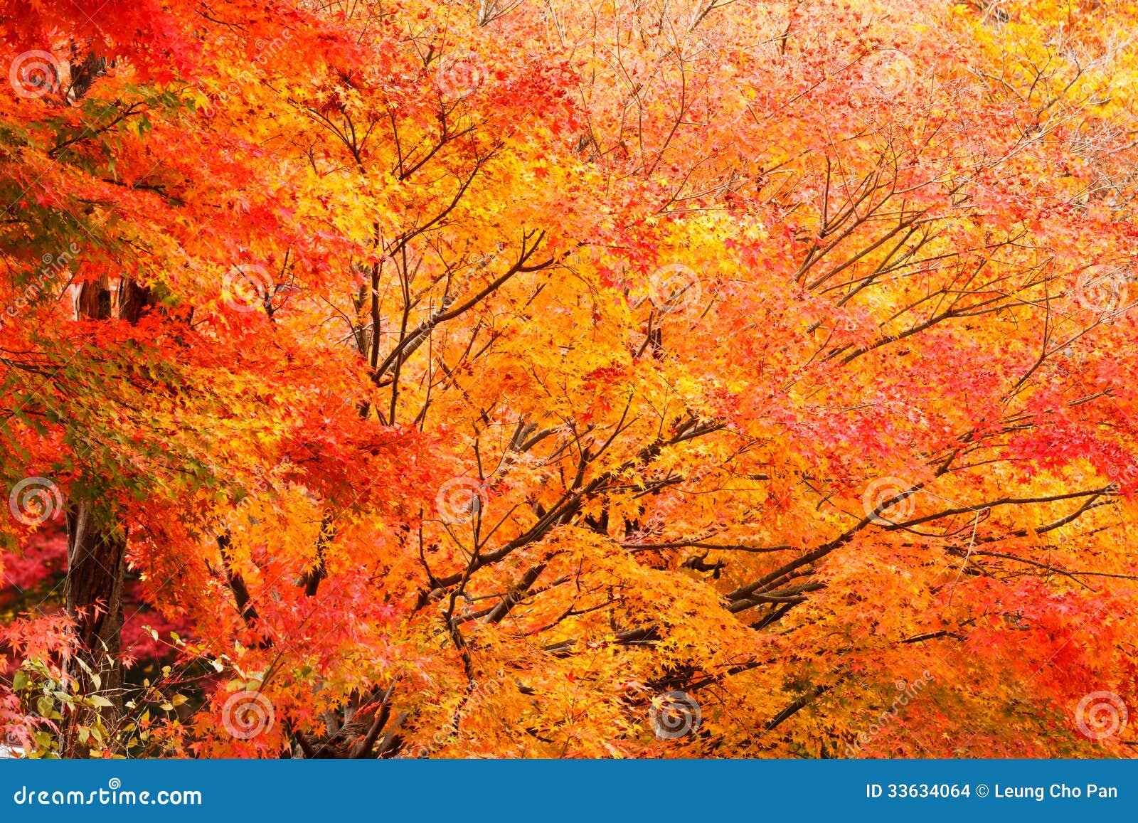 Autumn maple forest stock photo. Image of yellow, detail - 33634064
