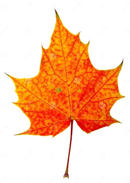 Autumn maple-leaf stock image. Image of november, fall - 11948589