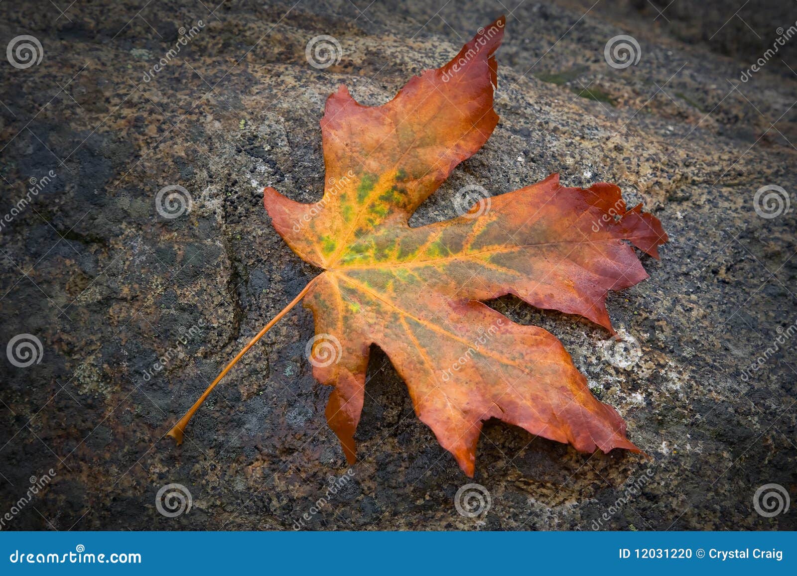 Autumn Maple Leaf stock photo. Image of seasonal, colors - 12031220