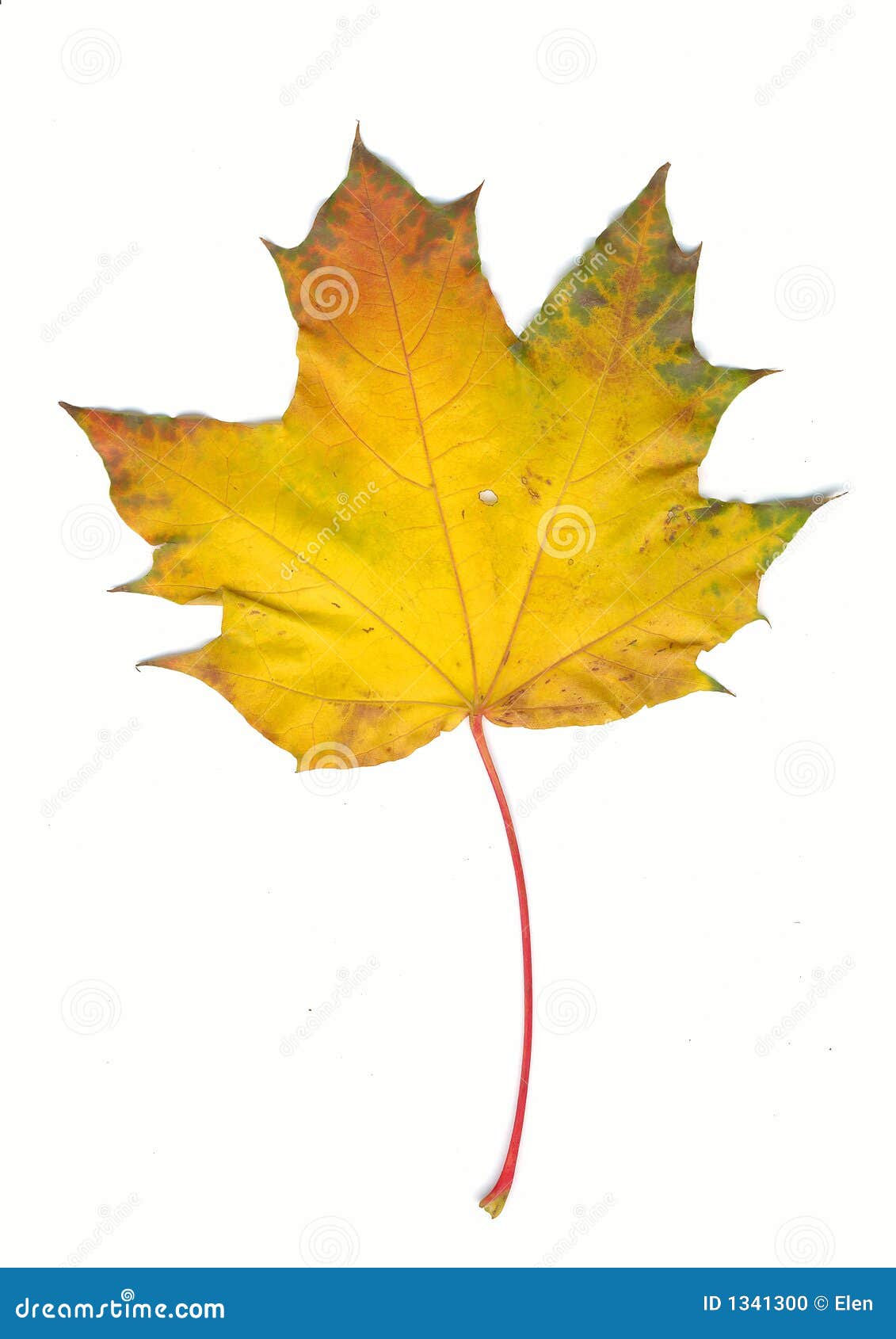 Autumn maple leaf stock photo. Image of november, plant - 1341300