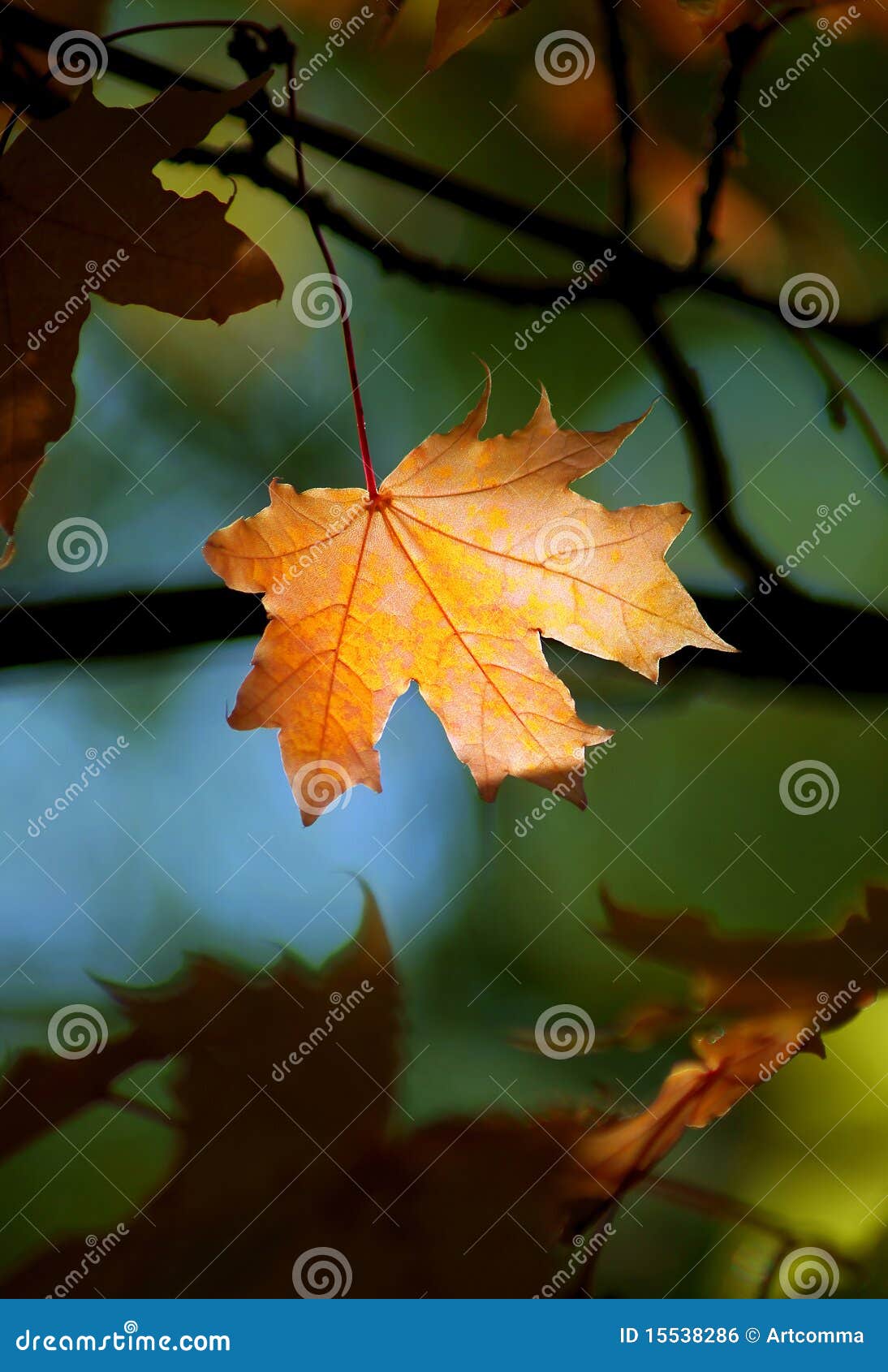 Autumn maple leaf stock photo. Image of backgrounds, green - 15538286