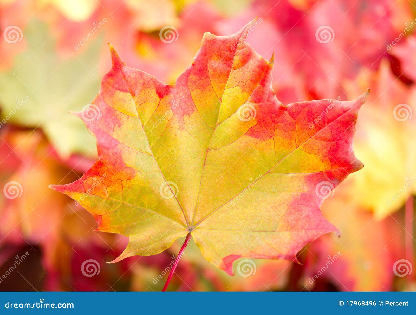 Autumn maple leaf stock photo. Image of september, plant - 17968496