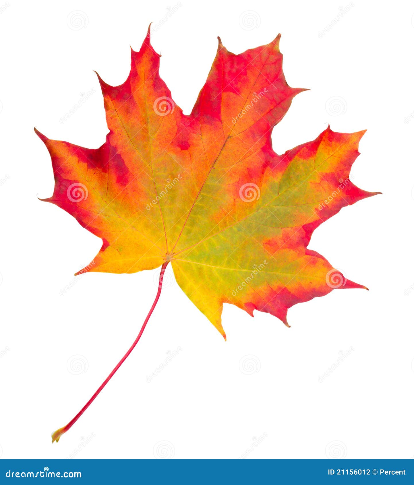 Autumn Maple Leaf Stock Photography - Image: 21156012