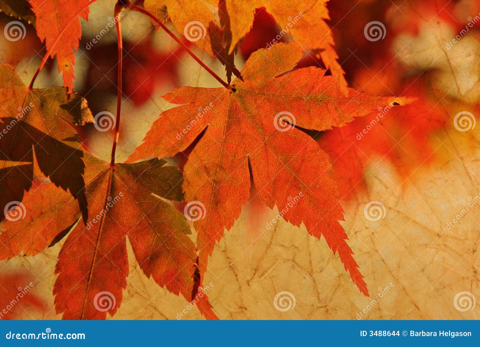 Autumn Maple leaf stock photo. Image of creased, beauty - 3488644