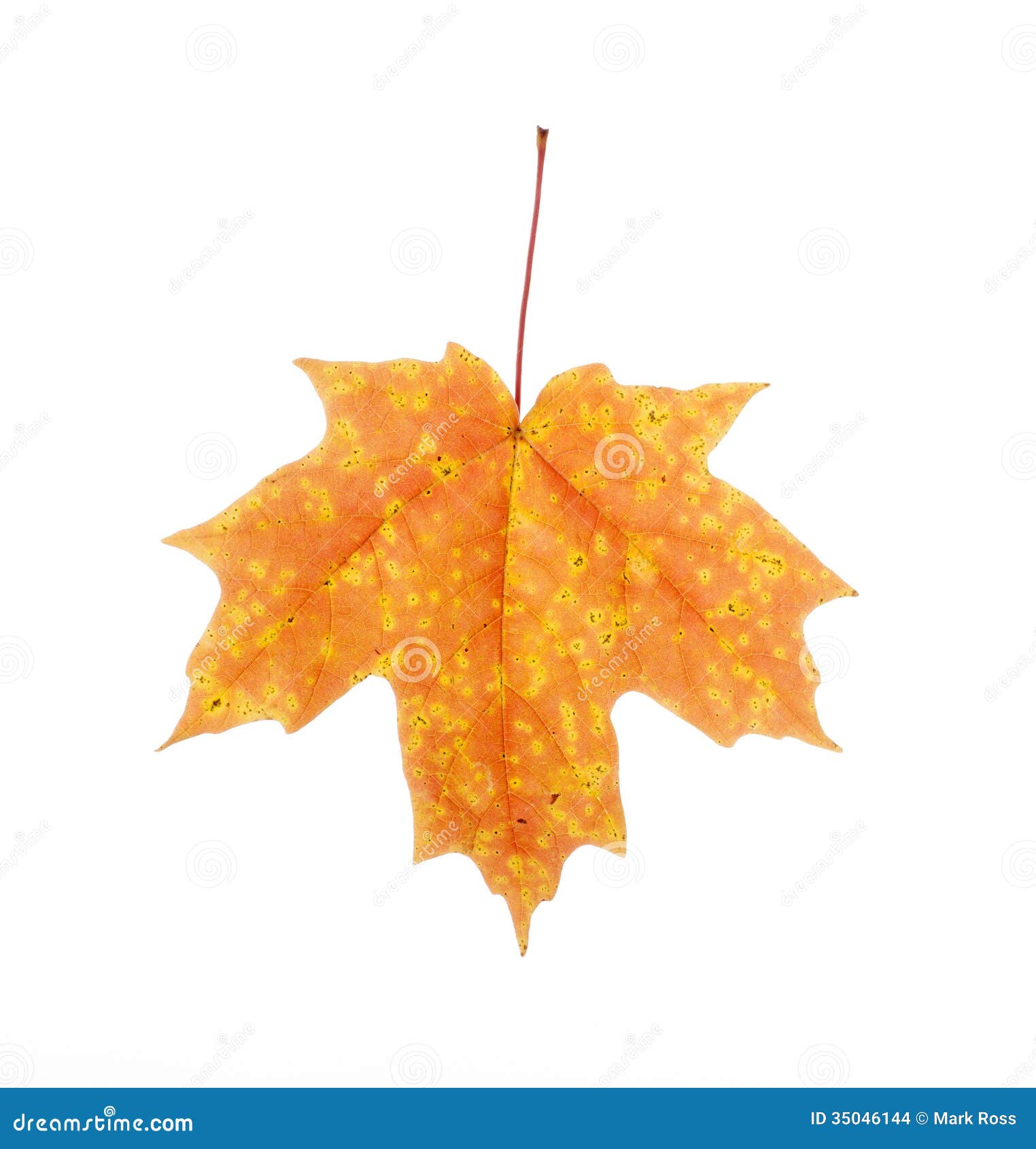 Autumn Maple Leaf foto de archivo. Imagen de aislado - 35046144