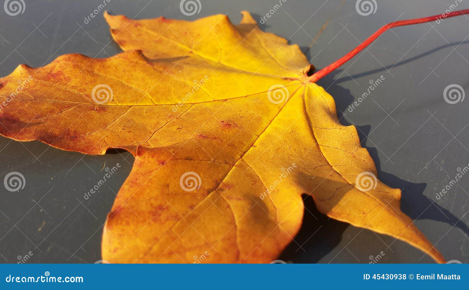 Autumn Maple Leaf stock photo. Image of orange, yellow - 45430938