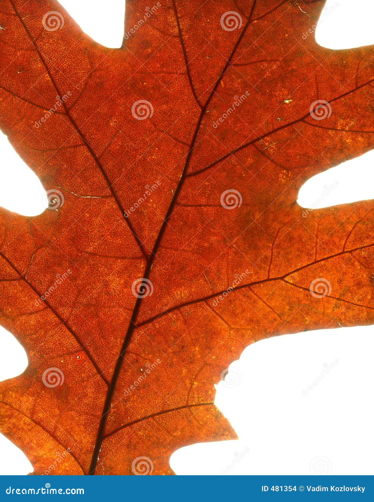 Autumn maple leaf stock photo. Image of organic, yellow - 481354
