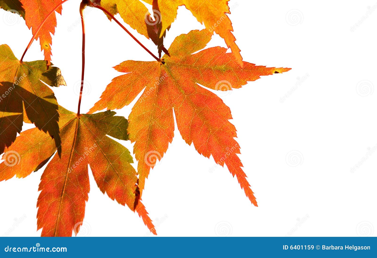 Autumn Maple leaf stock image. Image of detail, outdoor - 6401159