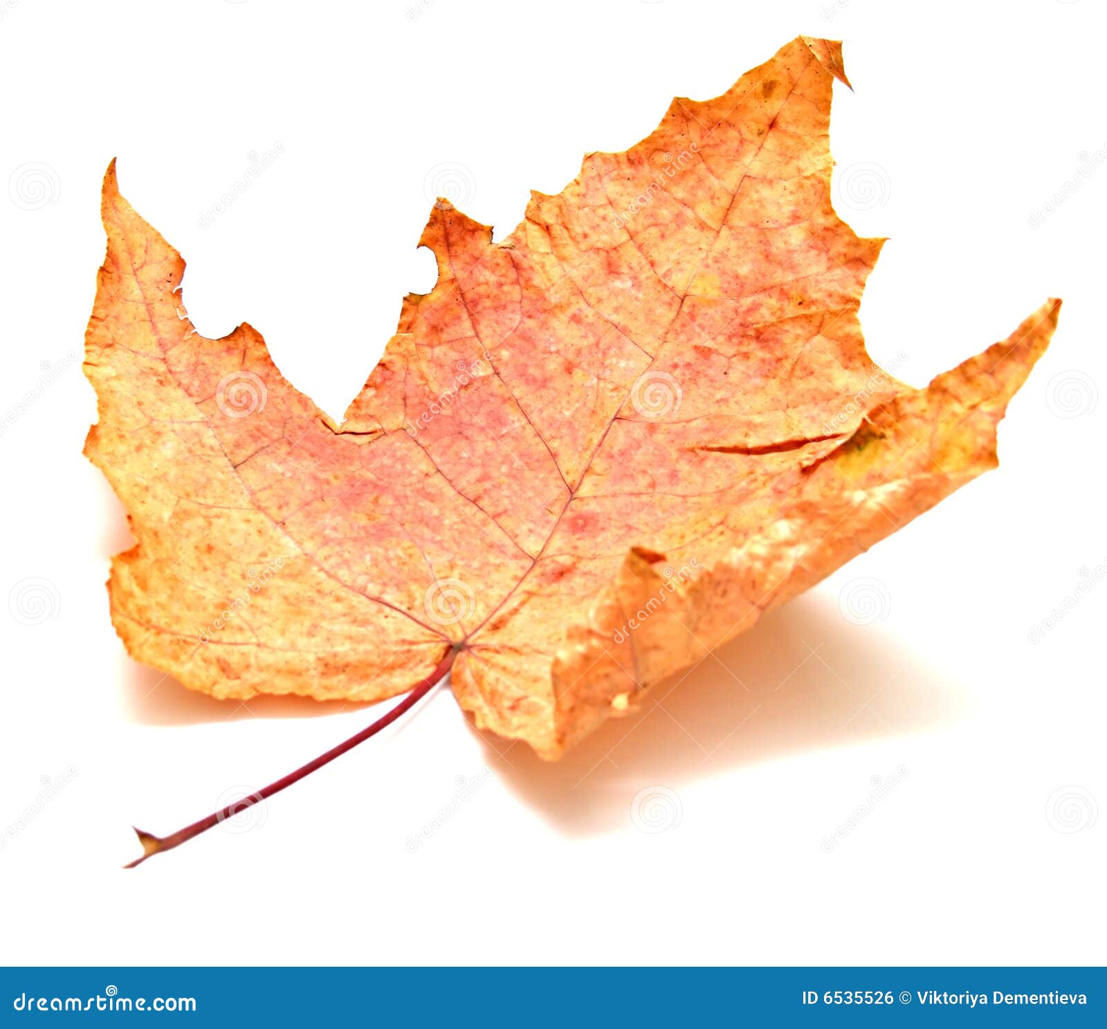 Autumn maple leaf stock photo. Image of plant, object - 6535526