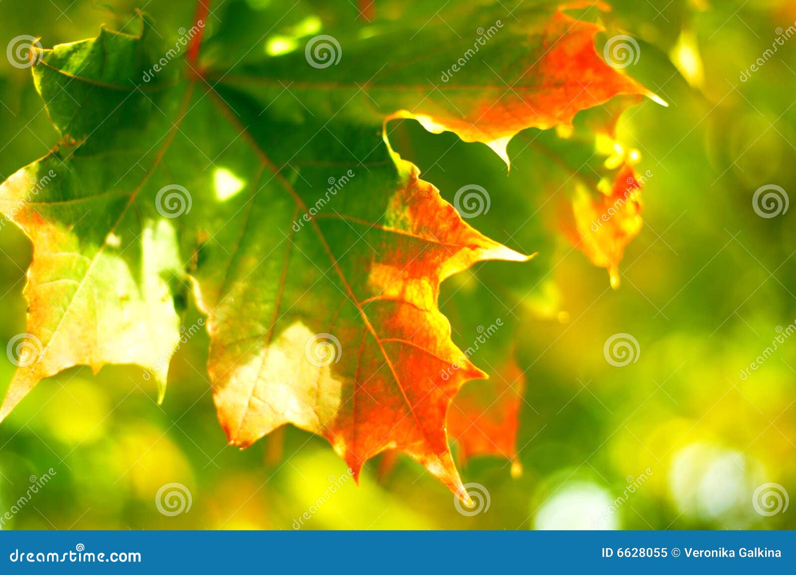 Autumn maple leaf stock image. Image of color, orange - 6628055
