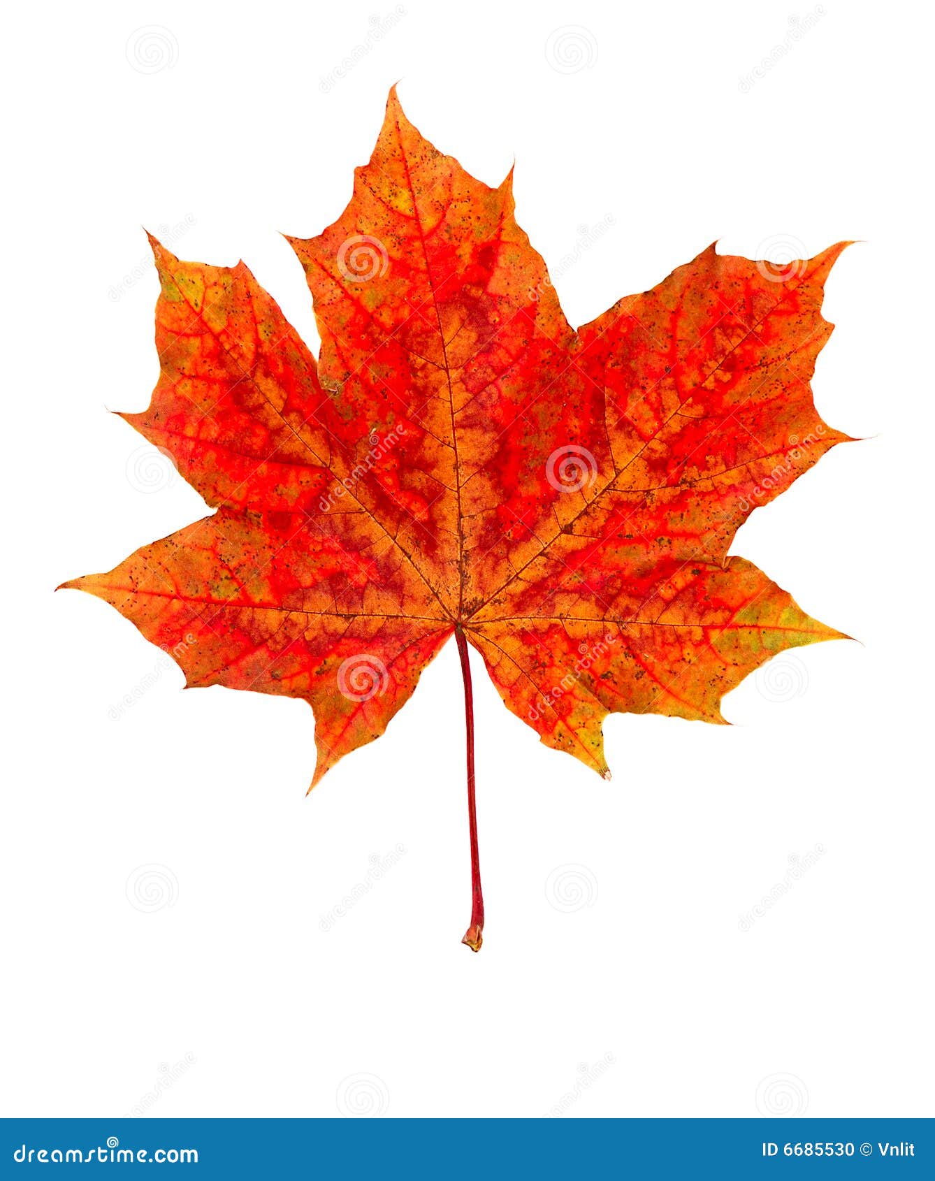 Autumn maple leaf stock photo. Image of vibrant, november - 6685530