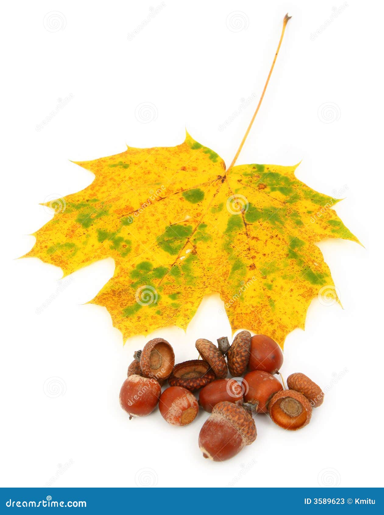 Autumn Maple Leaf and Acorns Stock Image - Image of autumn, colourful ...