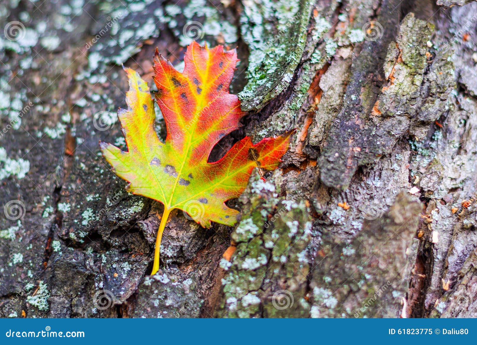Autumn Maple Leaf Against Tree Bark, Soft Focus, Shallow Depth of Field ...