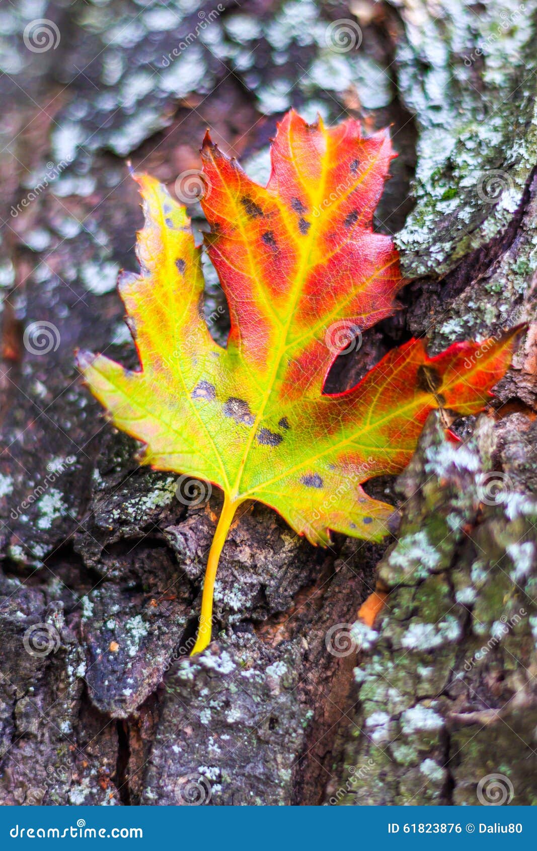 Autumn Maple Leaf Against Tree Bark, Soft Focus, Shallow Depth of Field ...
