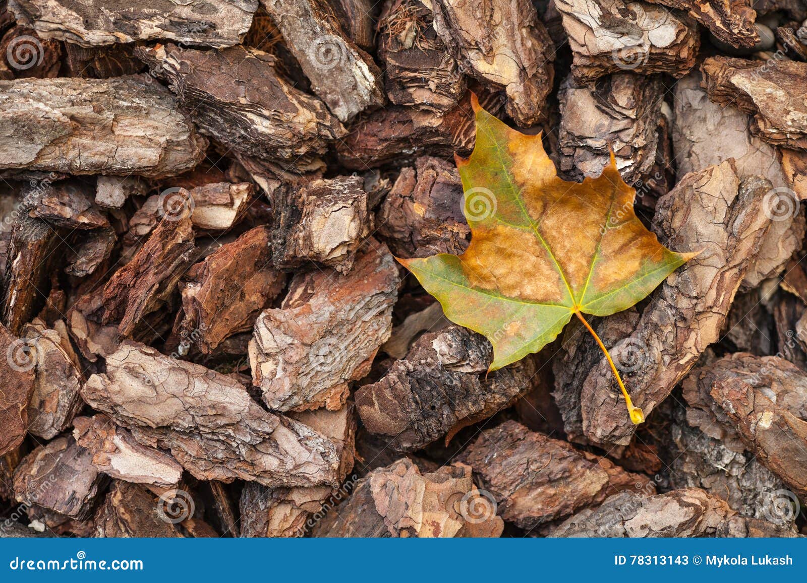 Autumn Maple Leaf on the Background of the Bark from the Trees Stock ...