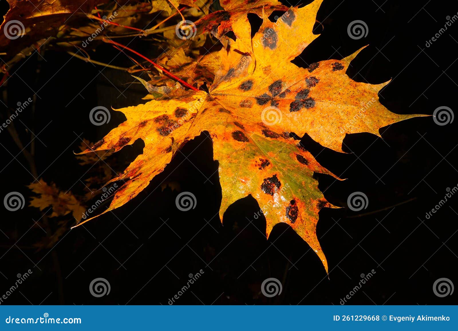 Autumn Maple Leaf on the Black Background Stock Photo - Image of plant ...