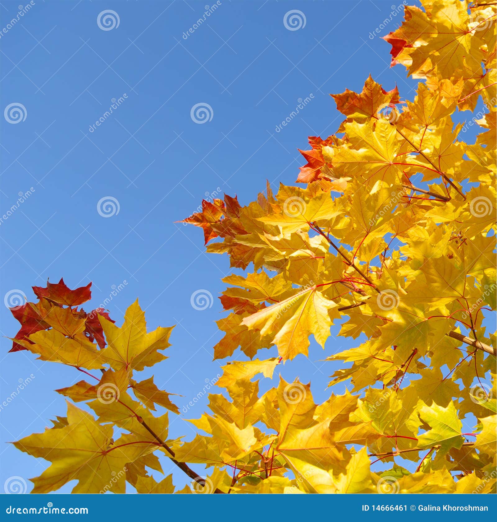 Autumn Maple Leaf on Blue Sky Stock Image - Image of foliage, blue ...