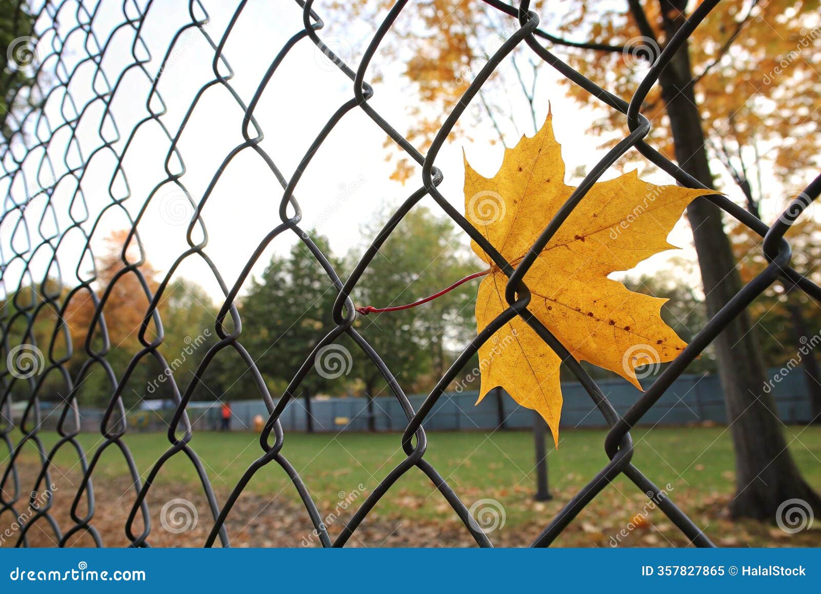 Autumn Maple Leaf on Chain Link Fence Stock Illustration - Illustration ...