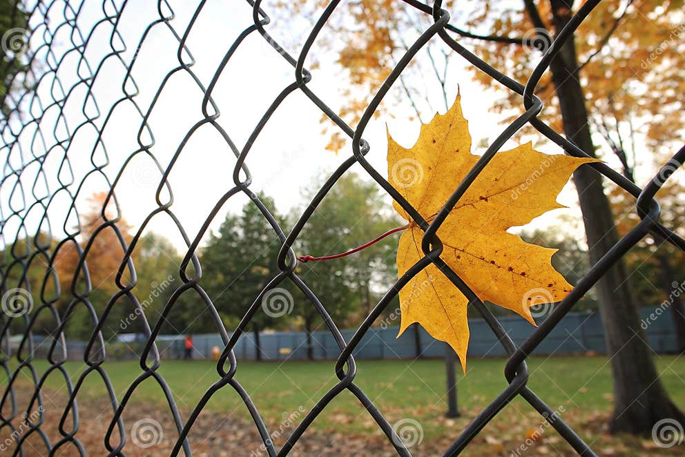Autumn Maple Leaf on Chain Link Fence Stock Illustration - Illustration ...