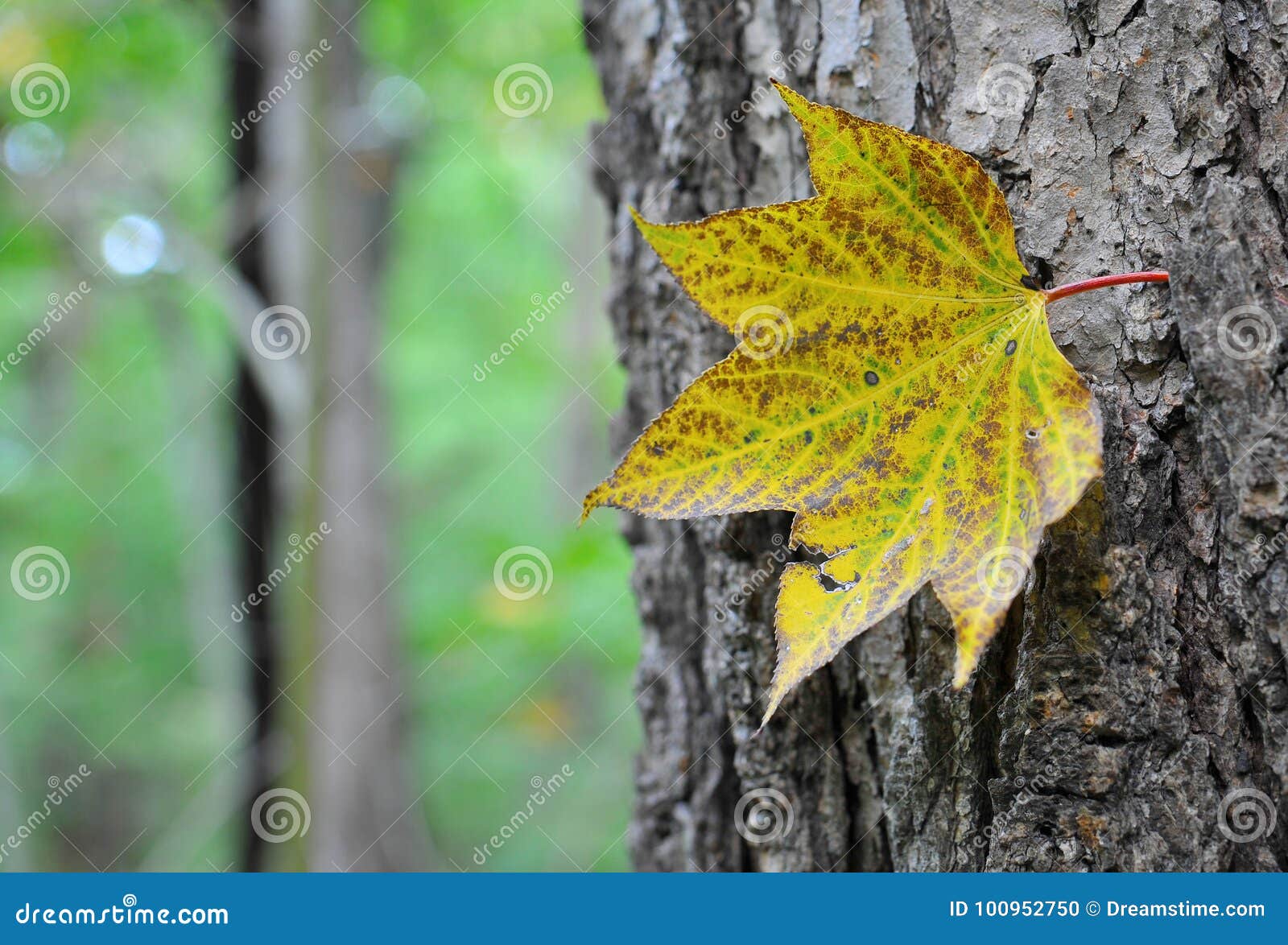 Autumn. Maple leaf. stock photo. Image of horizon, branch - 100952750