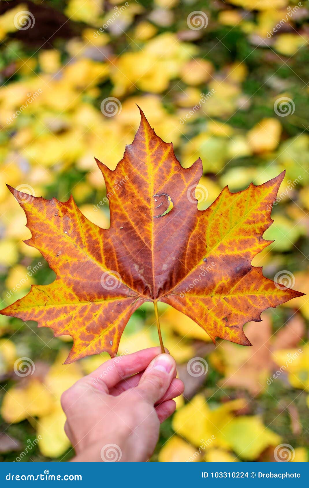 Autumn maple leaf stock photo. Image of seasonal, leaf - 103310224