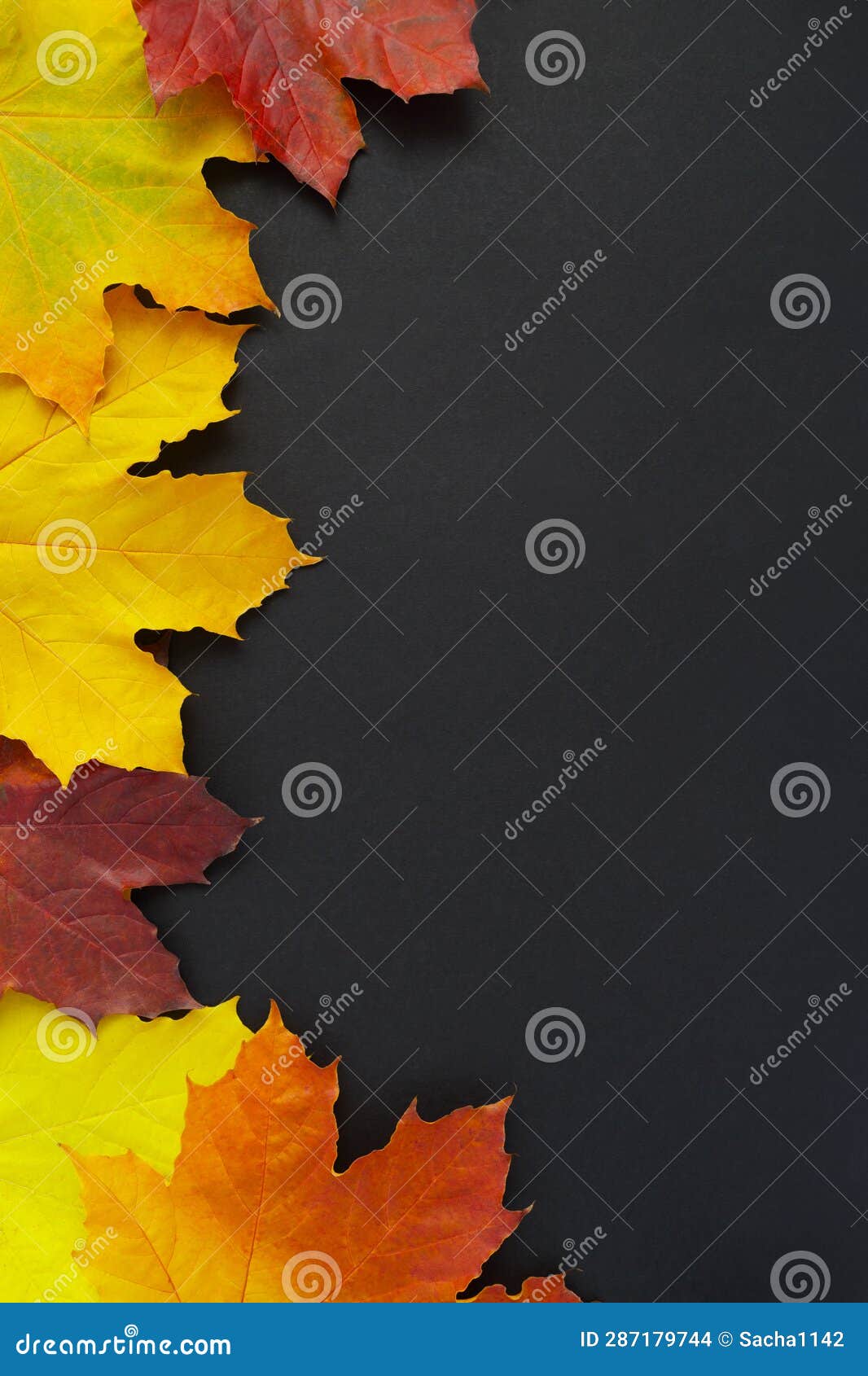 Autumn Maple Leaf on a Dark Background Stock Photo - Image of october ...