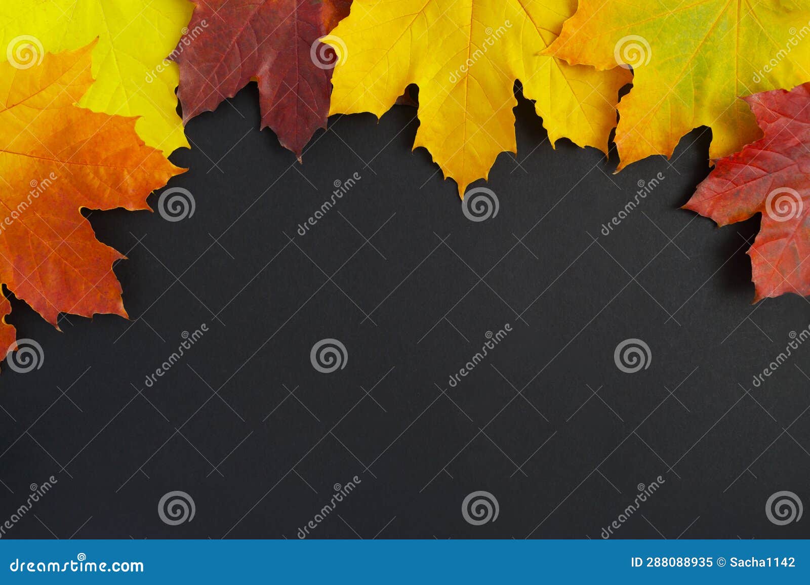 Autumn Maple Leaf on a Dark Background Stock Image - Image of closeup ...