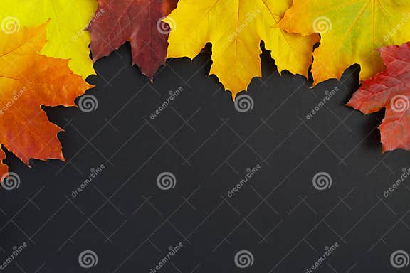 Autumn Maple Leaf on a Dark Background Stock Image - Image of closeup ...