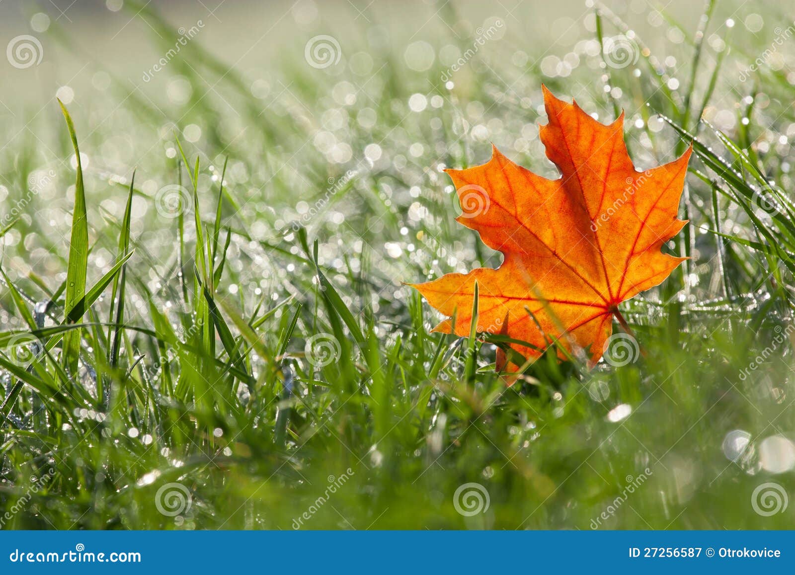 Autumn Maple Leaf in the Dewy Grass Stock Image - Image of botanical ...