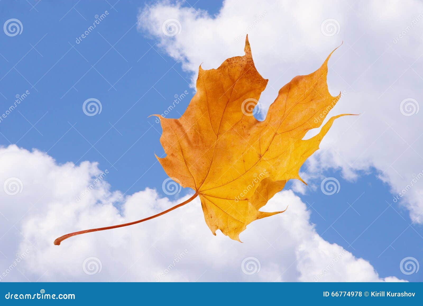 Autumn maple leaf stock photo. Image of background, beautiful - 66774978