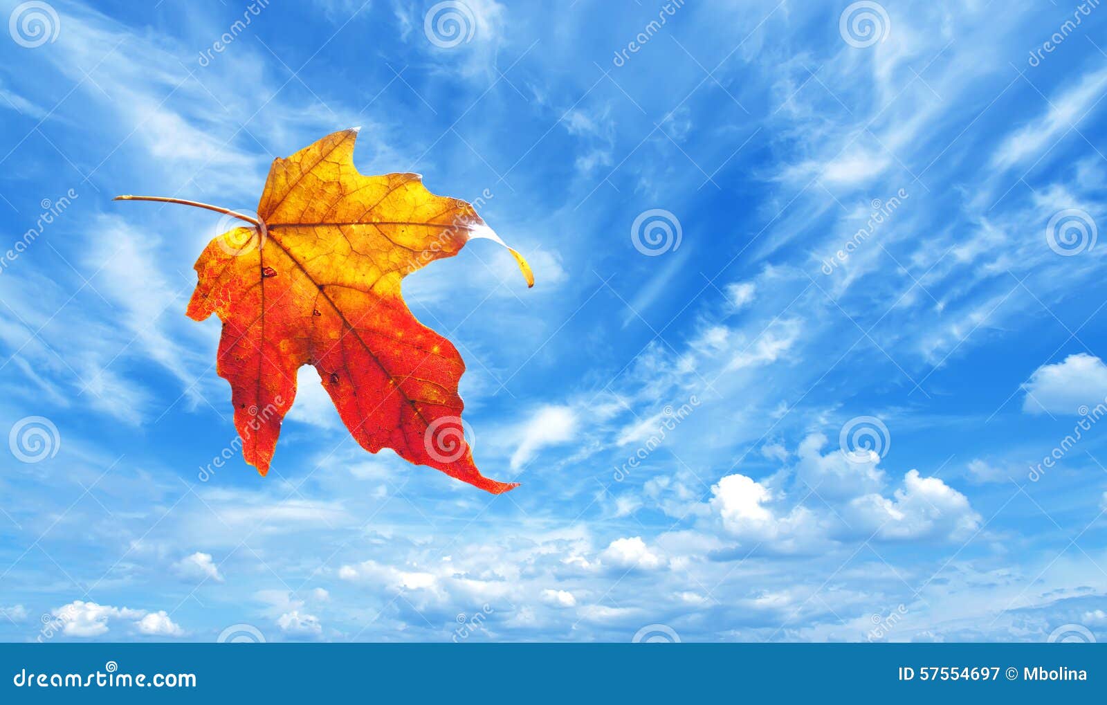 Autumn Maple Leaf stock image. Image of seasonal, nature - 57554697