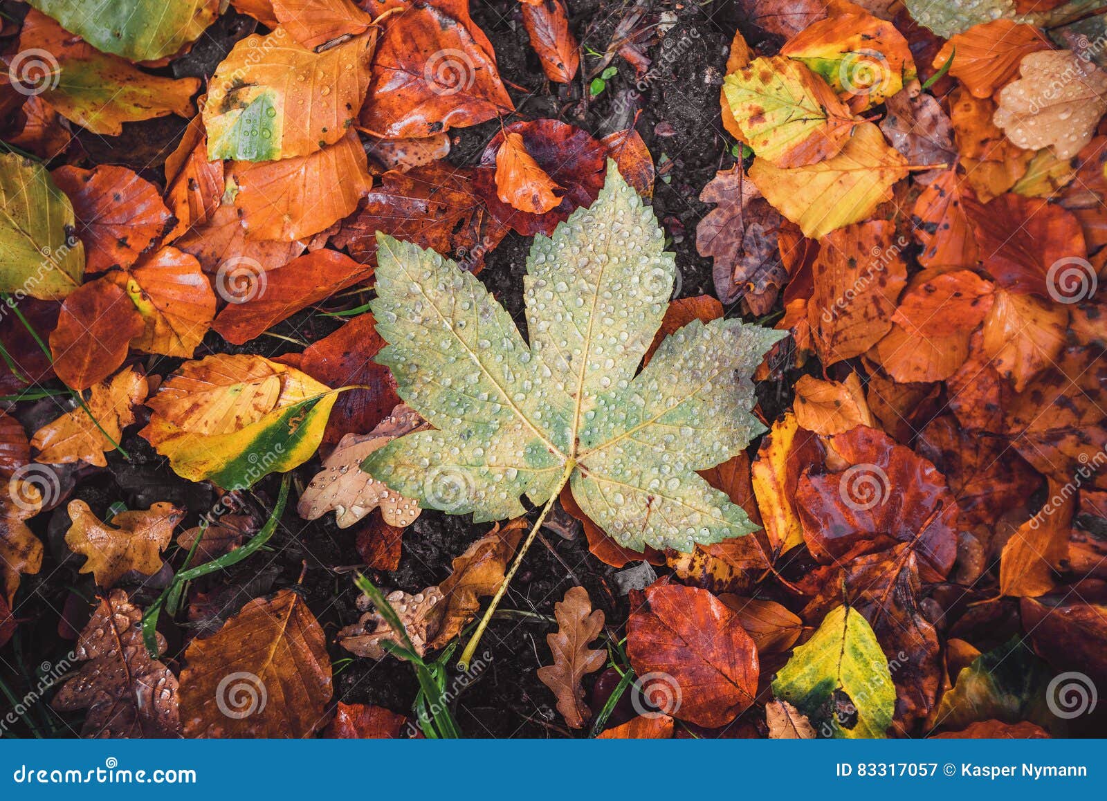Autumn Maple Leaf in a Forest Stock Image - Image of beautiful ...