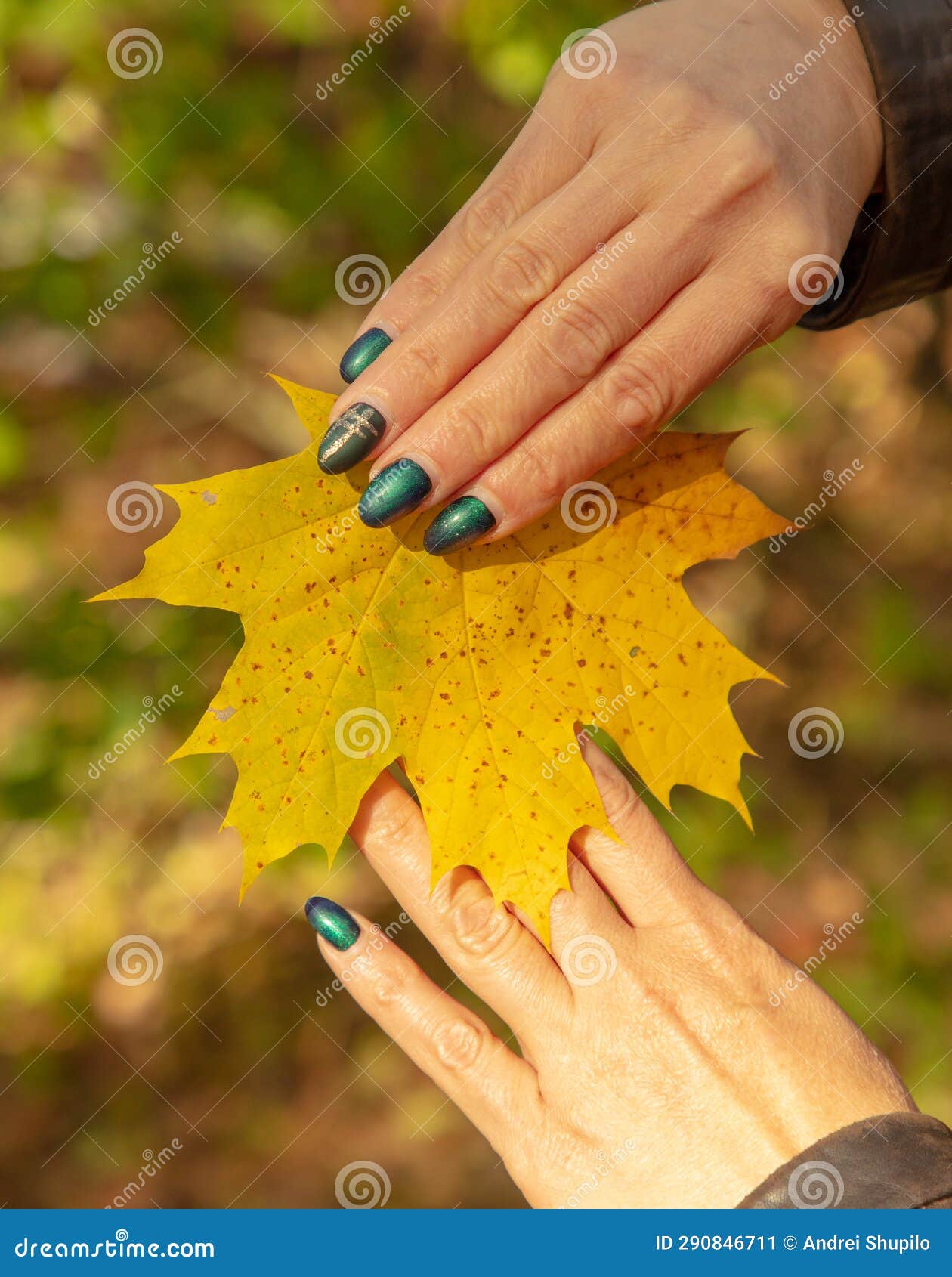 Autumn Maple Leaf in the Hands of a Woman Stock Image - Image of leaf ...