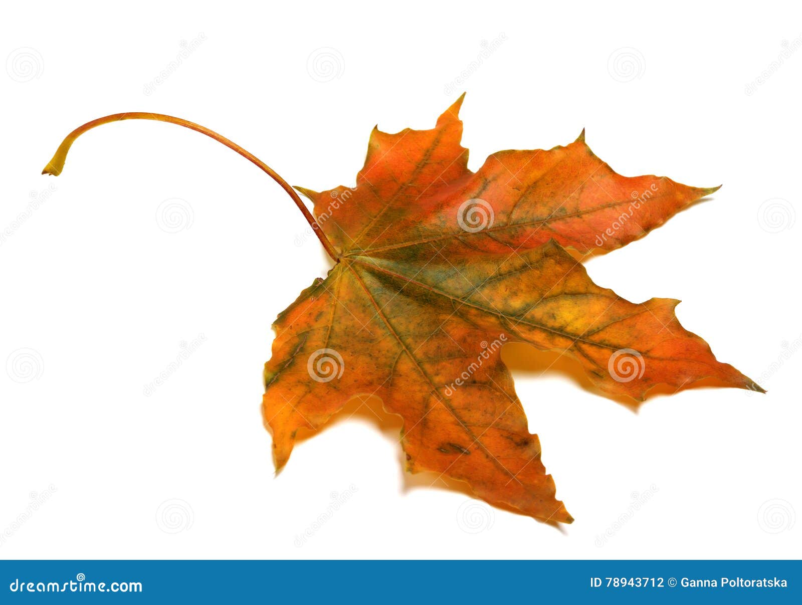 Autumn maple leaf i stock photo. Image of fade, multicolor - 78943712