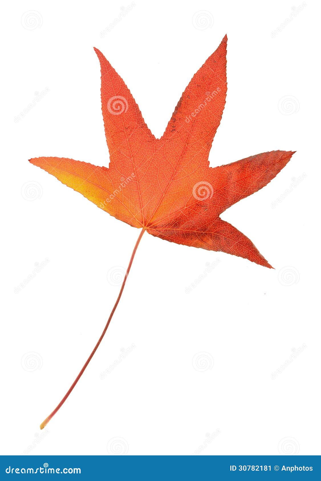 Autumn maple leaf stock image. Image of beauty, aging - 30782181
