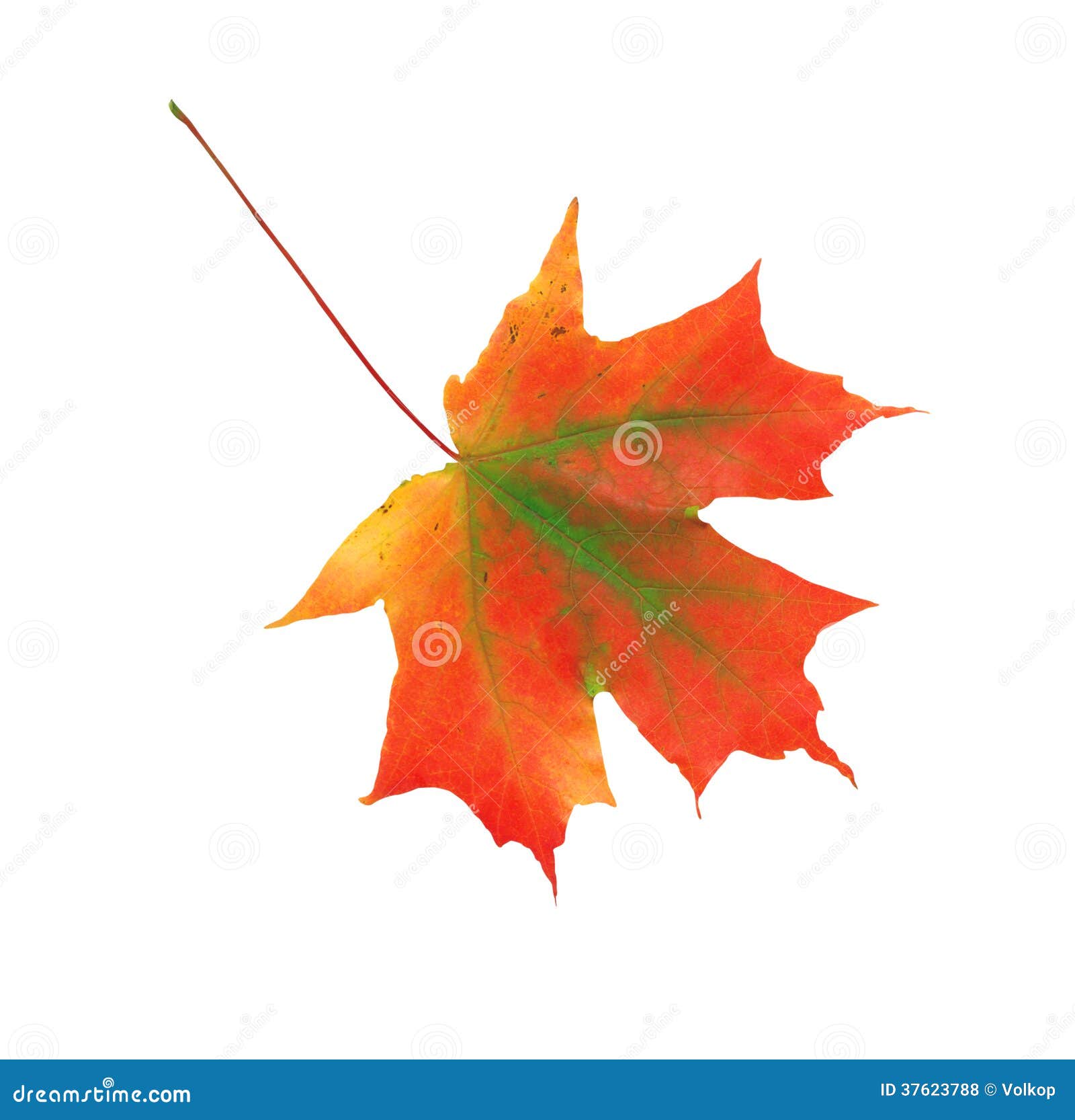 Autumn Maple Leaf Isolated on a White Stock Photo - Image of icon ...