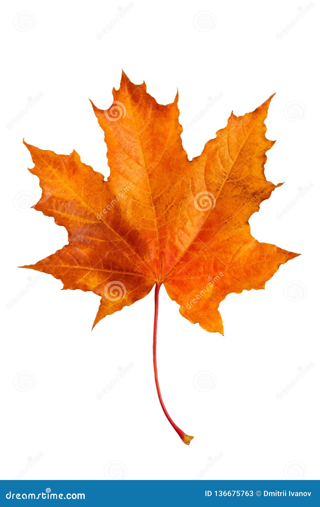 Autumn Maple Leaf Isolated on White Background Stock Image - Image of ...