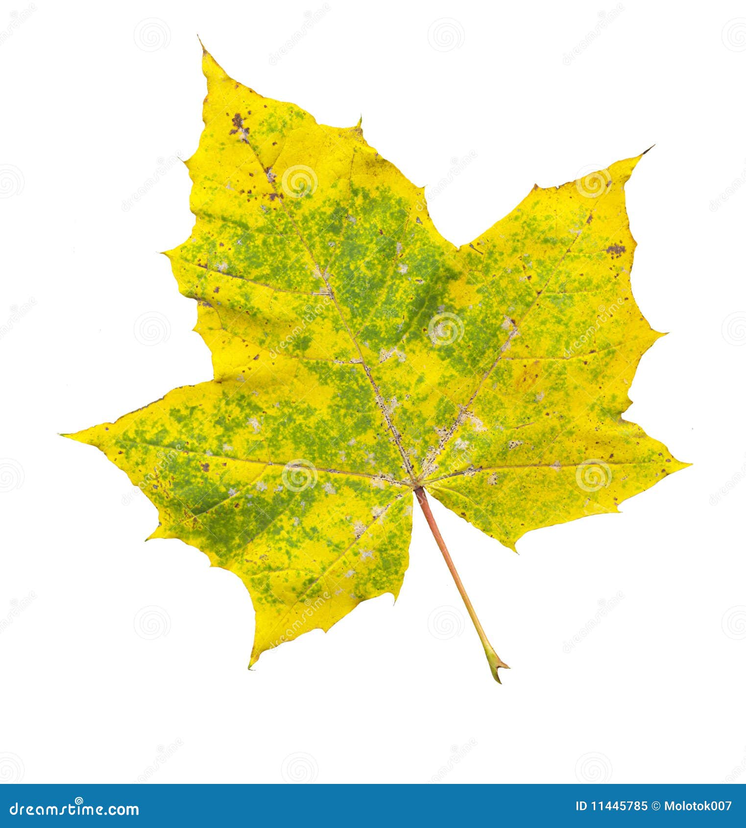 Autumn Maple-leaf, Isolated on a White Background Stock Image - Image ...