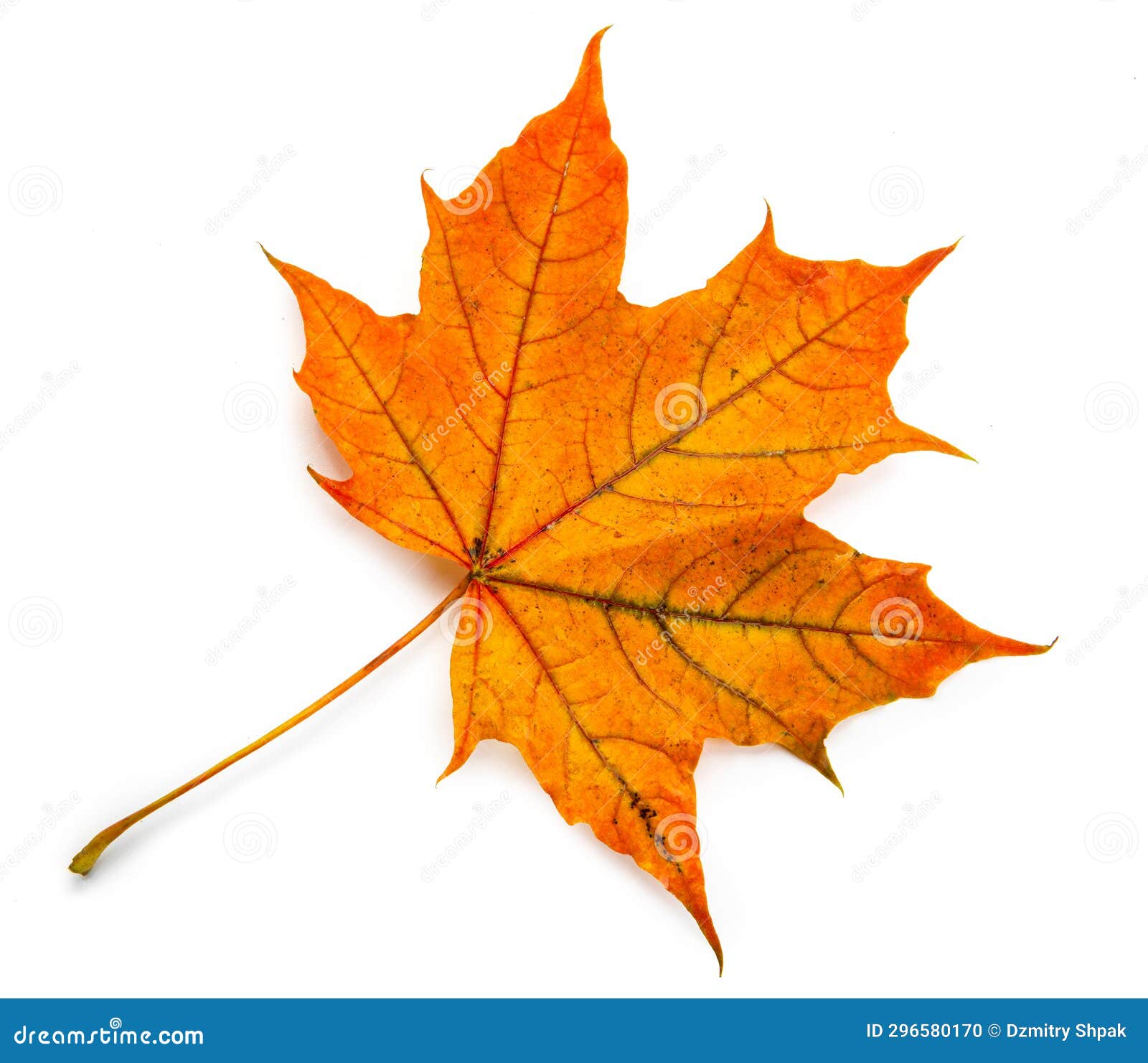 Autumn Maple Leaf Isolated on White Background Stock Photo - Image of ...