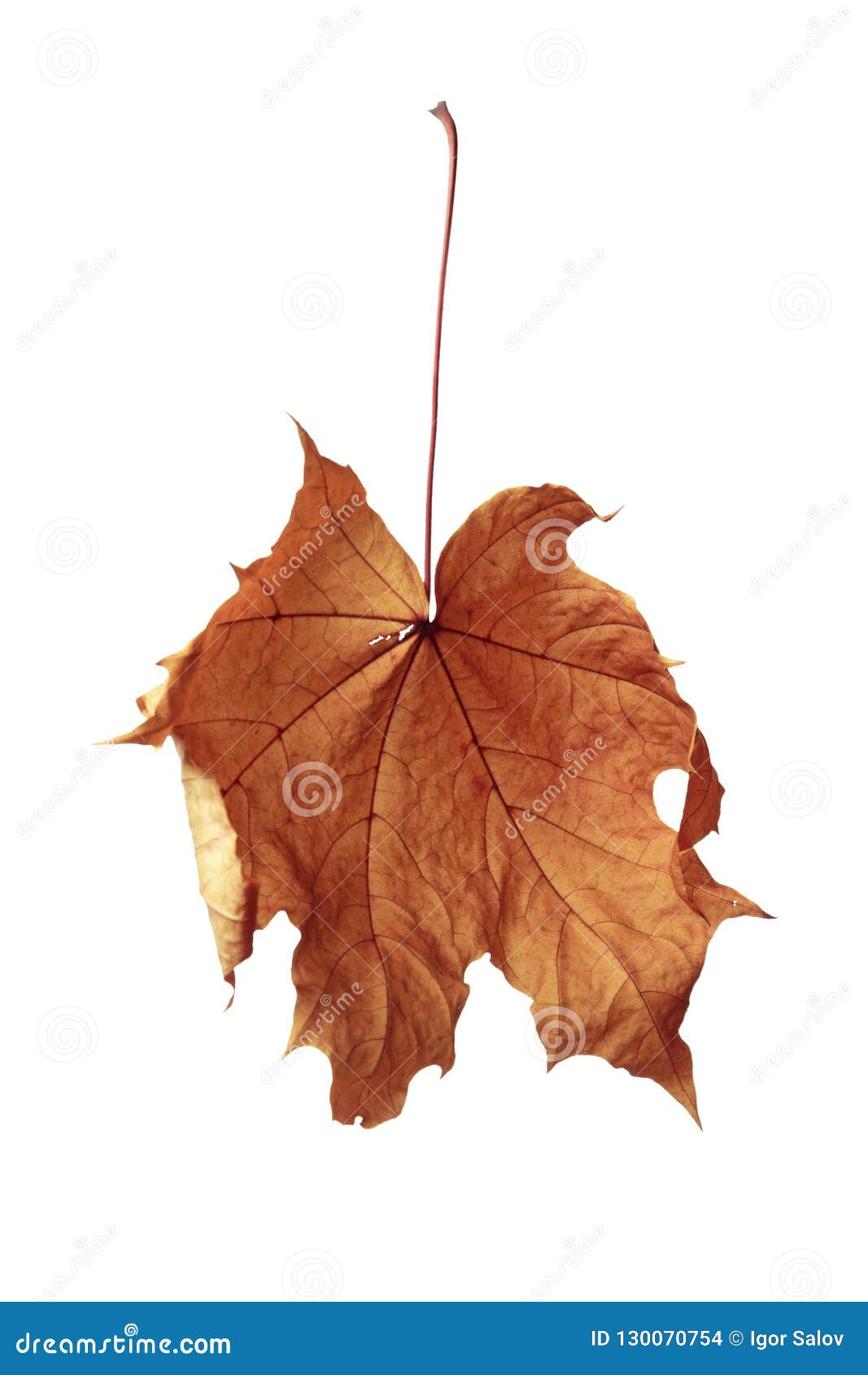 Autumn Maple Leaf Isolated on White Background Stock Photo - Image of ...