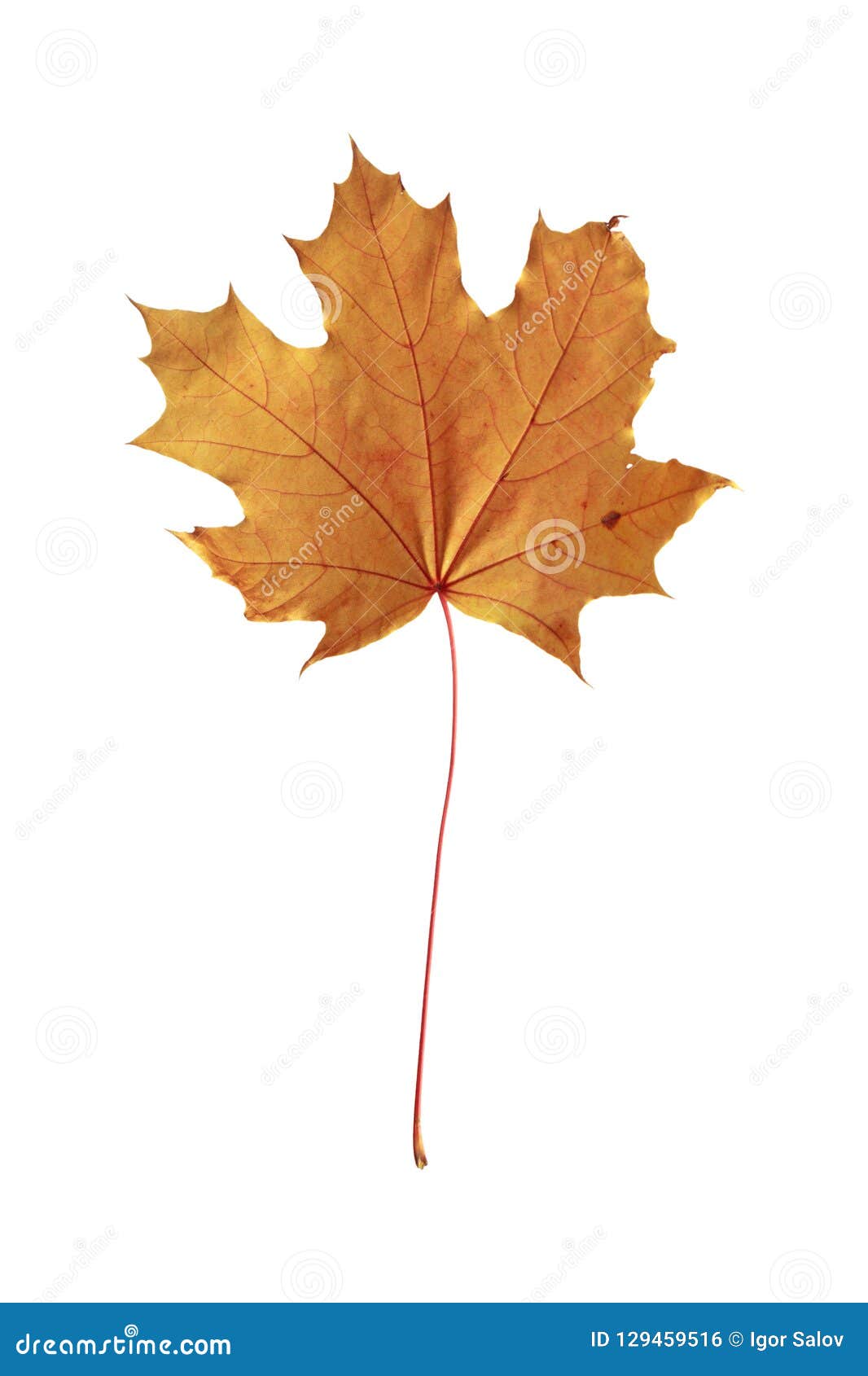 Autumn Maple Leaf Isolated on White Background Stock Photo - Image of ...