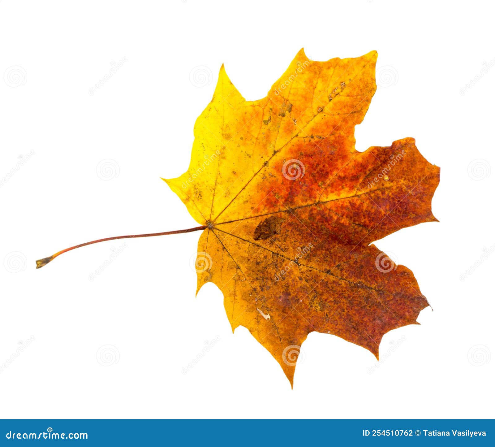 Autumn Maple Leaf Isolated on White Background. Stock Photo - Image of ...